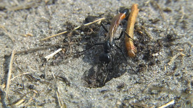 Henk en Janetta Bos - Nighthawk Productions Assen